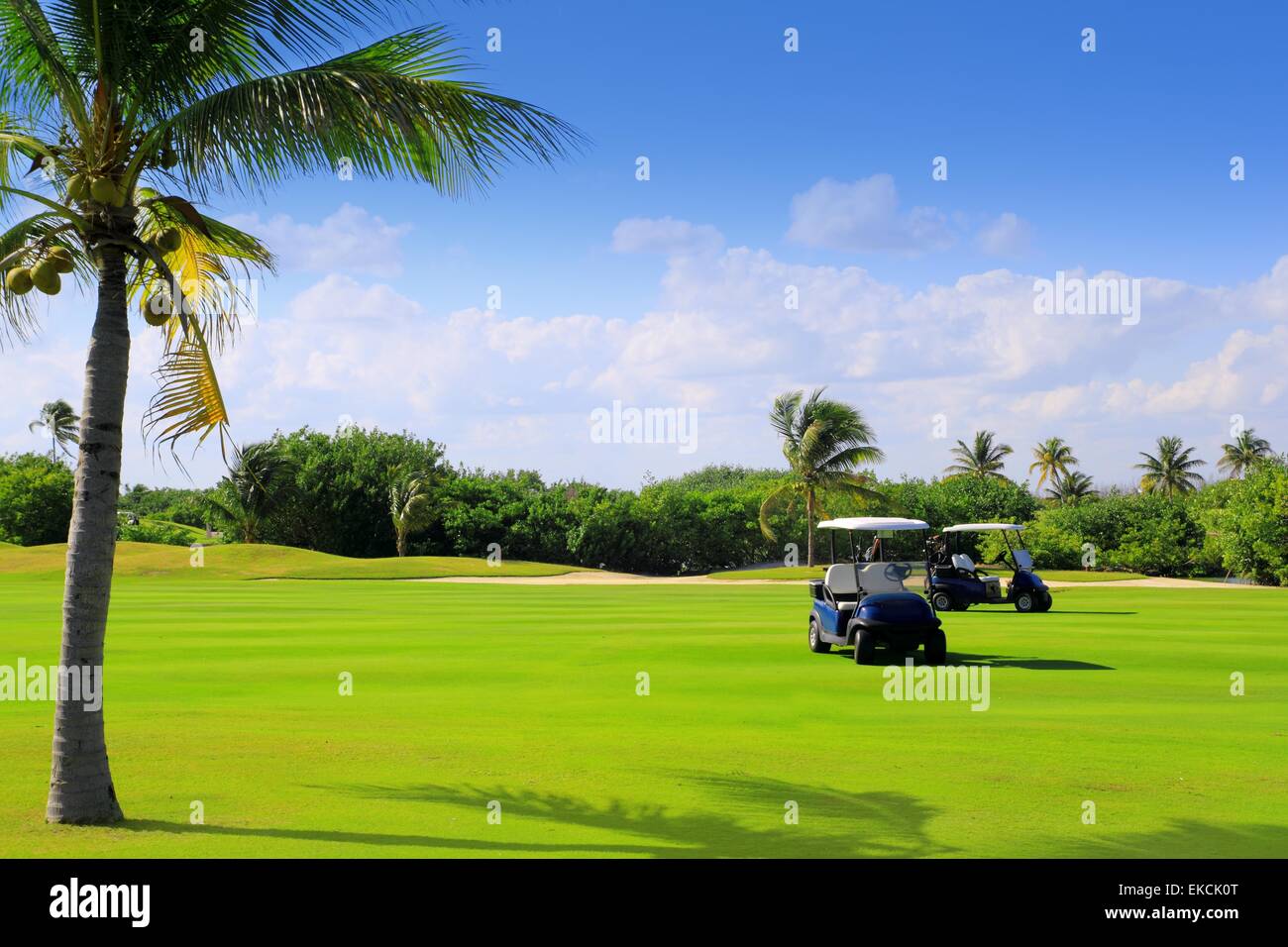 golf course tropical palm trees in Mexico Stock Photo - Alamy