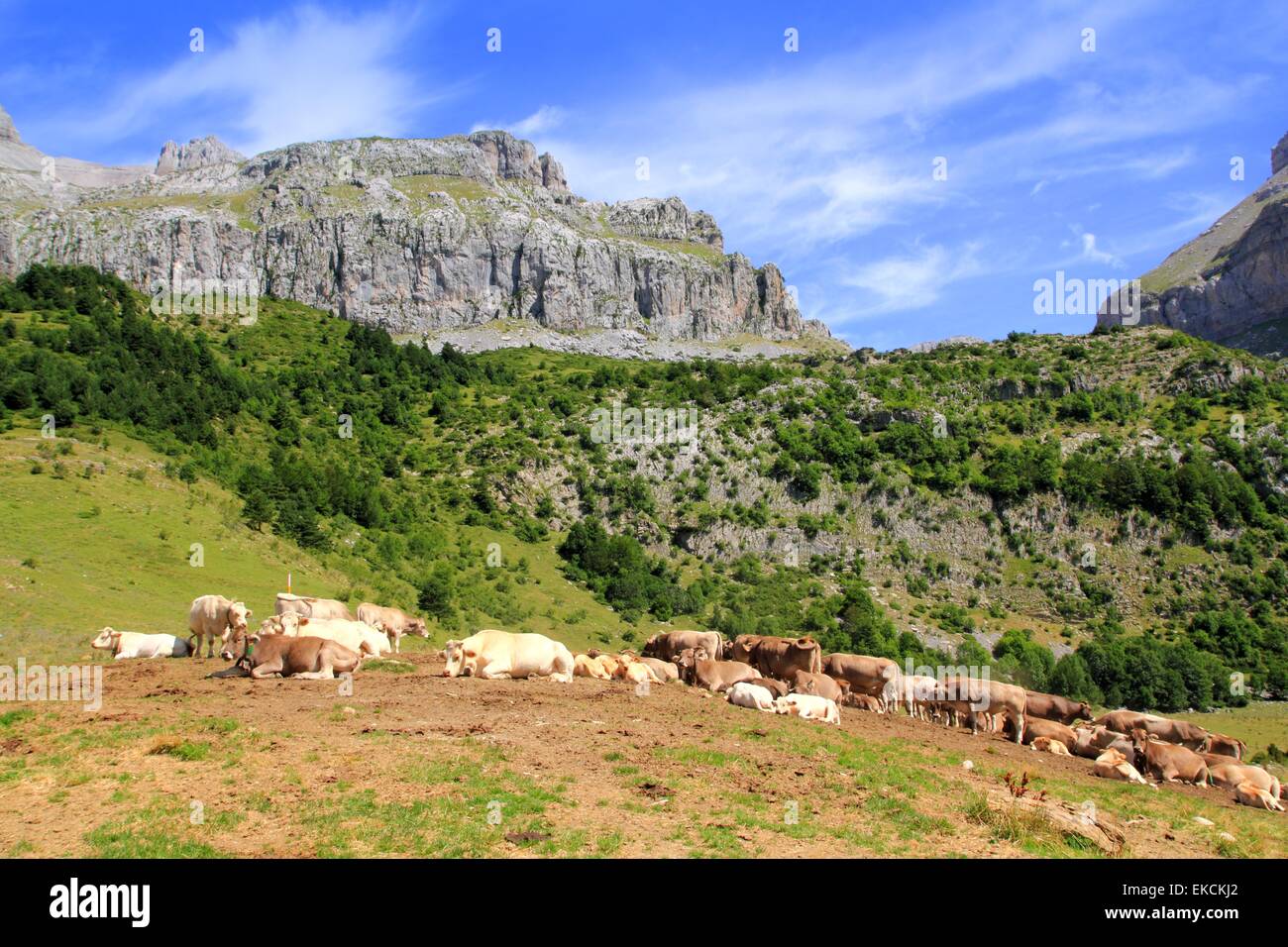 Bisaurin peak Pyrenees cow cattle on valley Stock Photo - Alamy