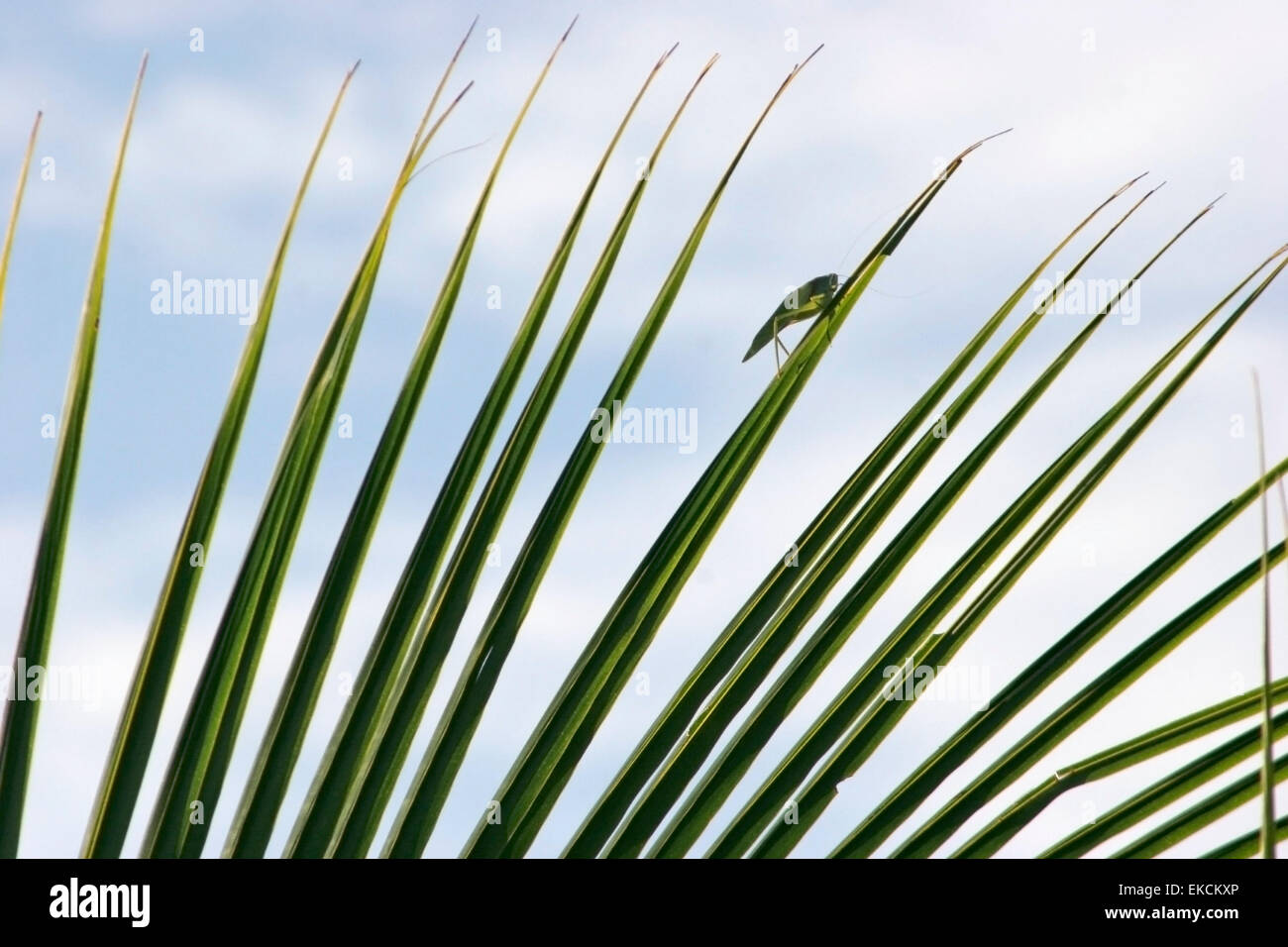 Katydid insect on palm frond, rainforest, Costa Rica Stock Photo - Alamy