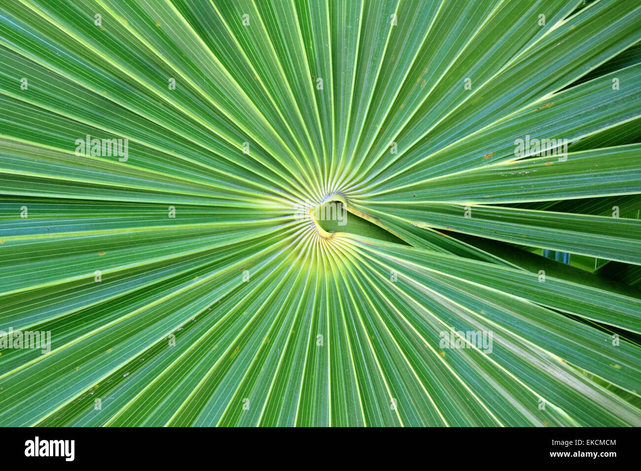 chit Florida Thatch Palm THRINAX RADIATA Stock Photo - Alamy