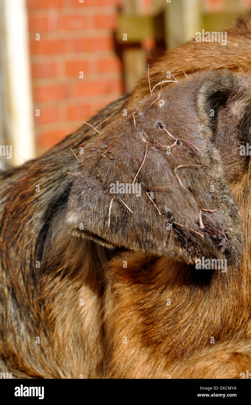 Outside ear flap of German Shepherd dog recovering from surgery on ...
