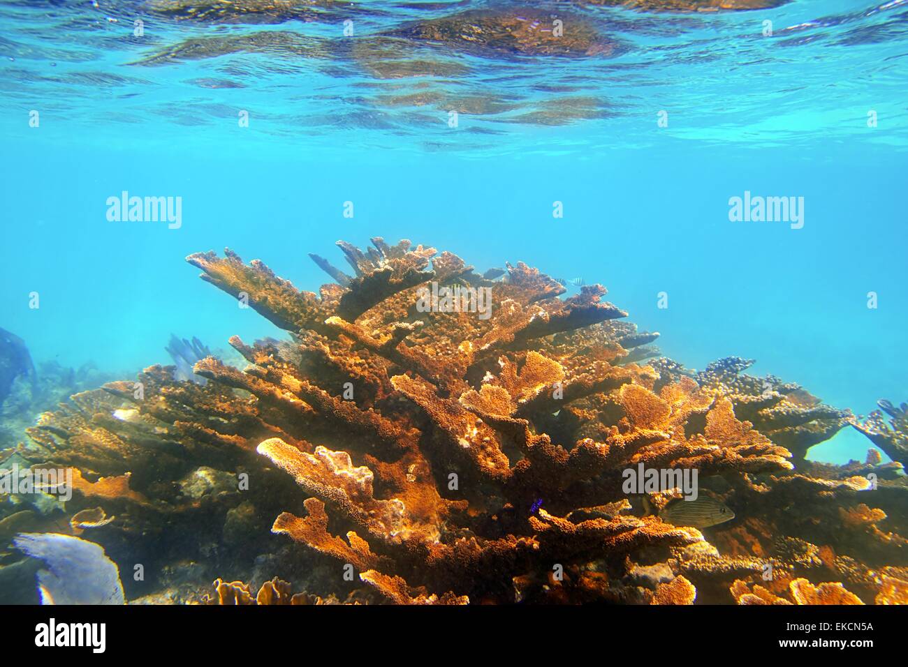 elkhorn coral reef in Quintana Roo Mexico Stock Photo - Alamy
