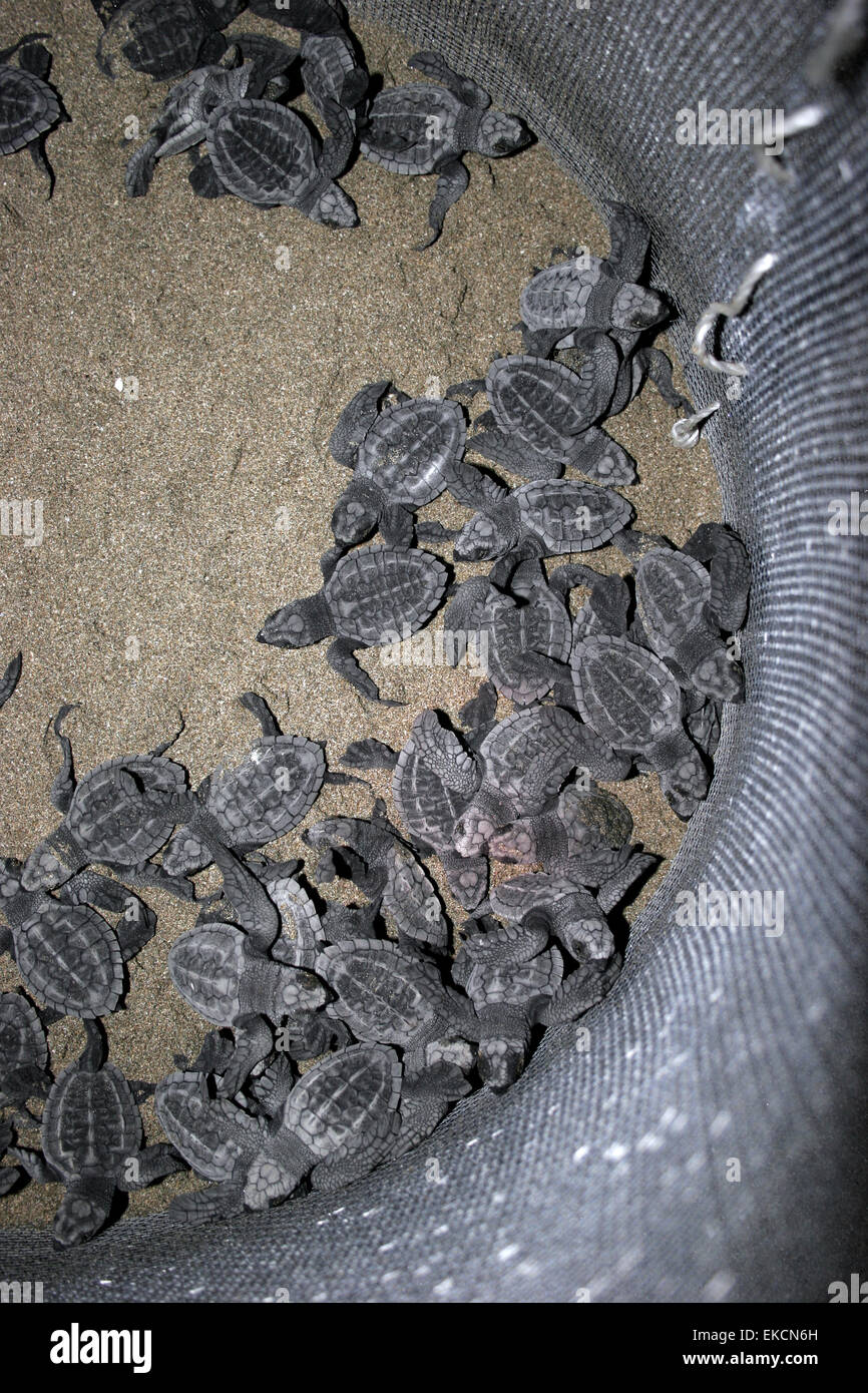Olive ridley sea turtle hi-res stock photography and images - Alamy
