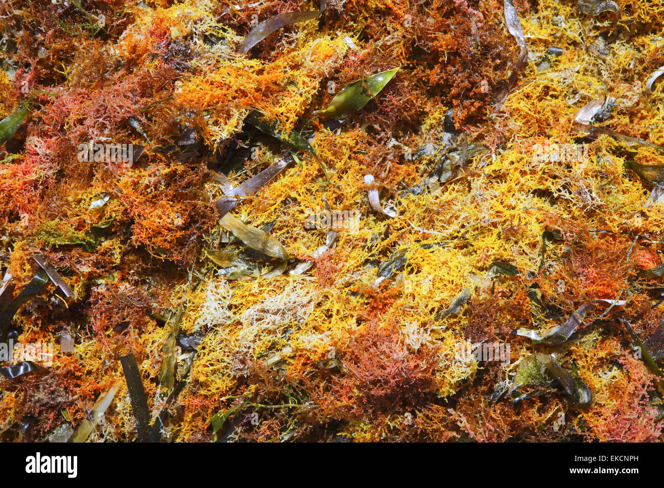 colorful yellow red seaweed sea algae Stock Photo - Alamy