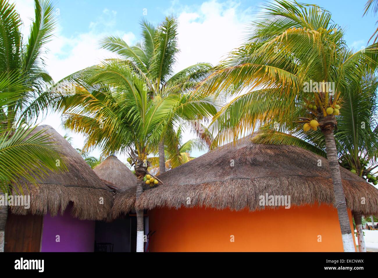Tropical Caribbean Palapas hut coconut palm trees Stock Photo - Alamy