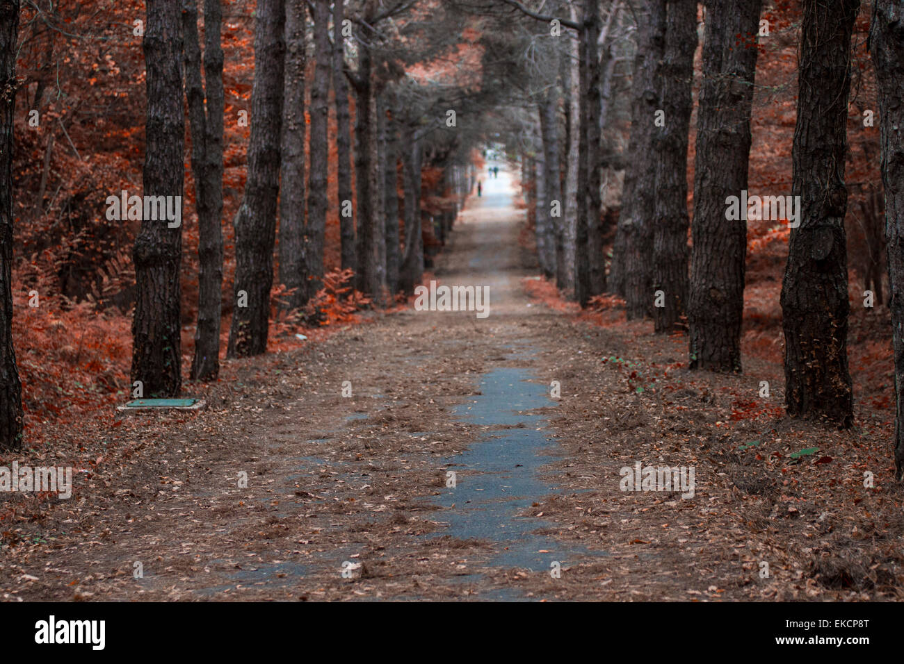 Istanbul autumn fall hi-res stock photography and images - Alamy