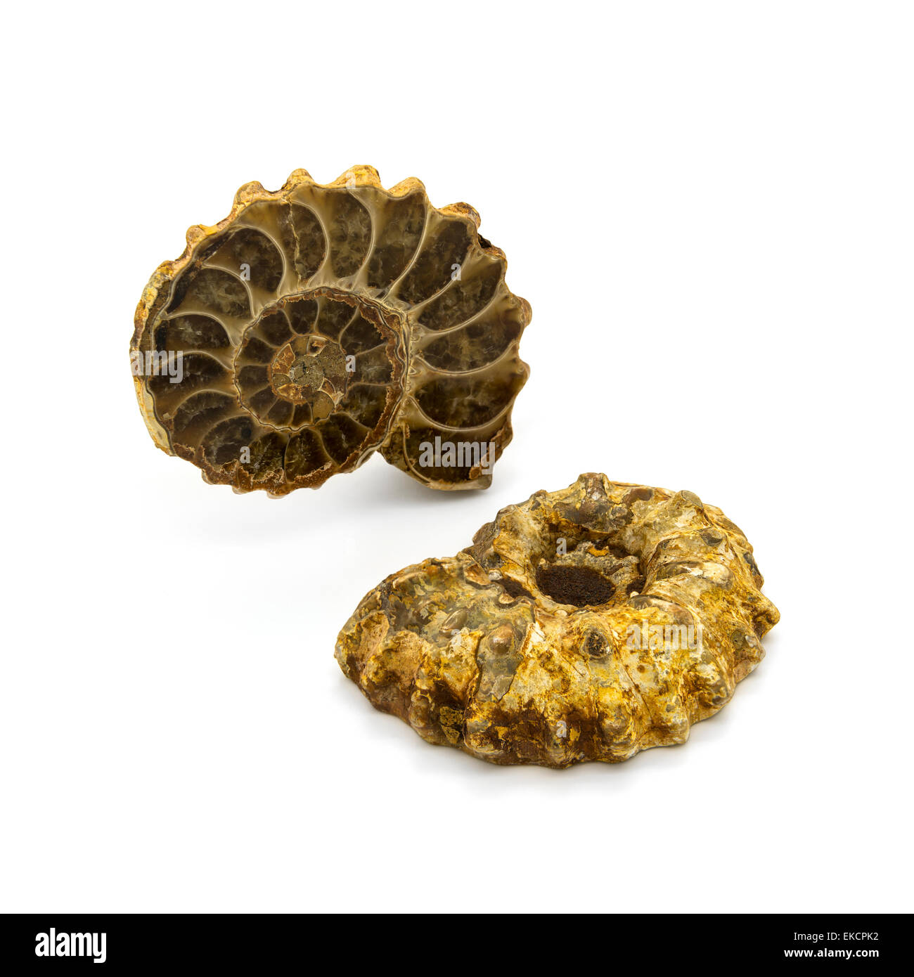 Two insects on white Cut Out Stock Images & Pictures - Alamy