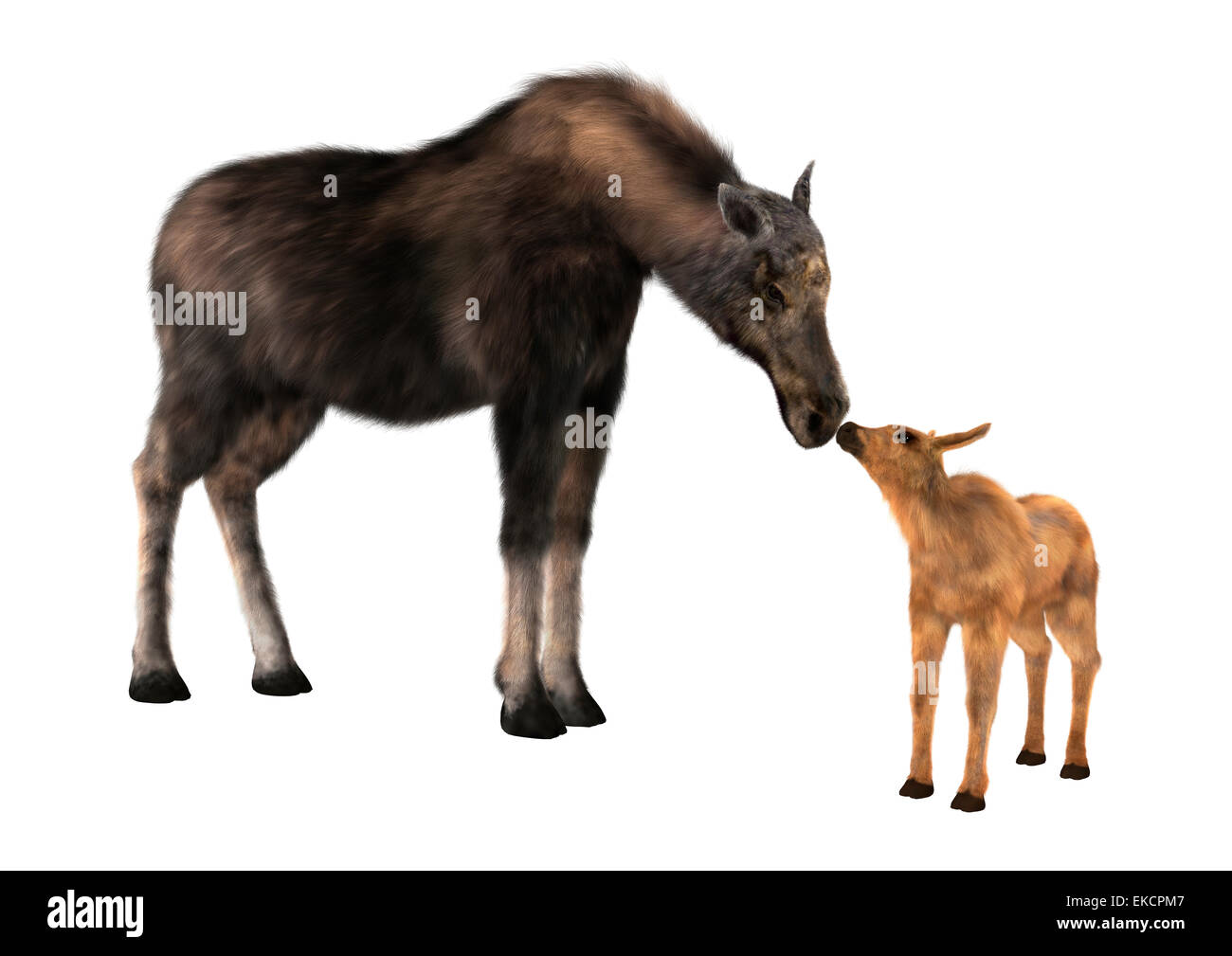 3D digital render of a female moose and a calf isolated on white ...