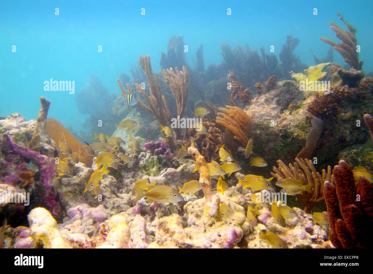 Coral reef in Mayan Riviera Cancun Mexico Stock Photo - Alamy