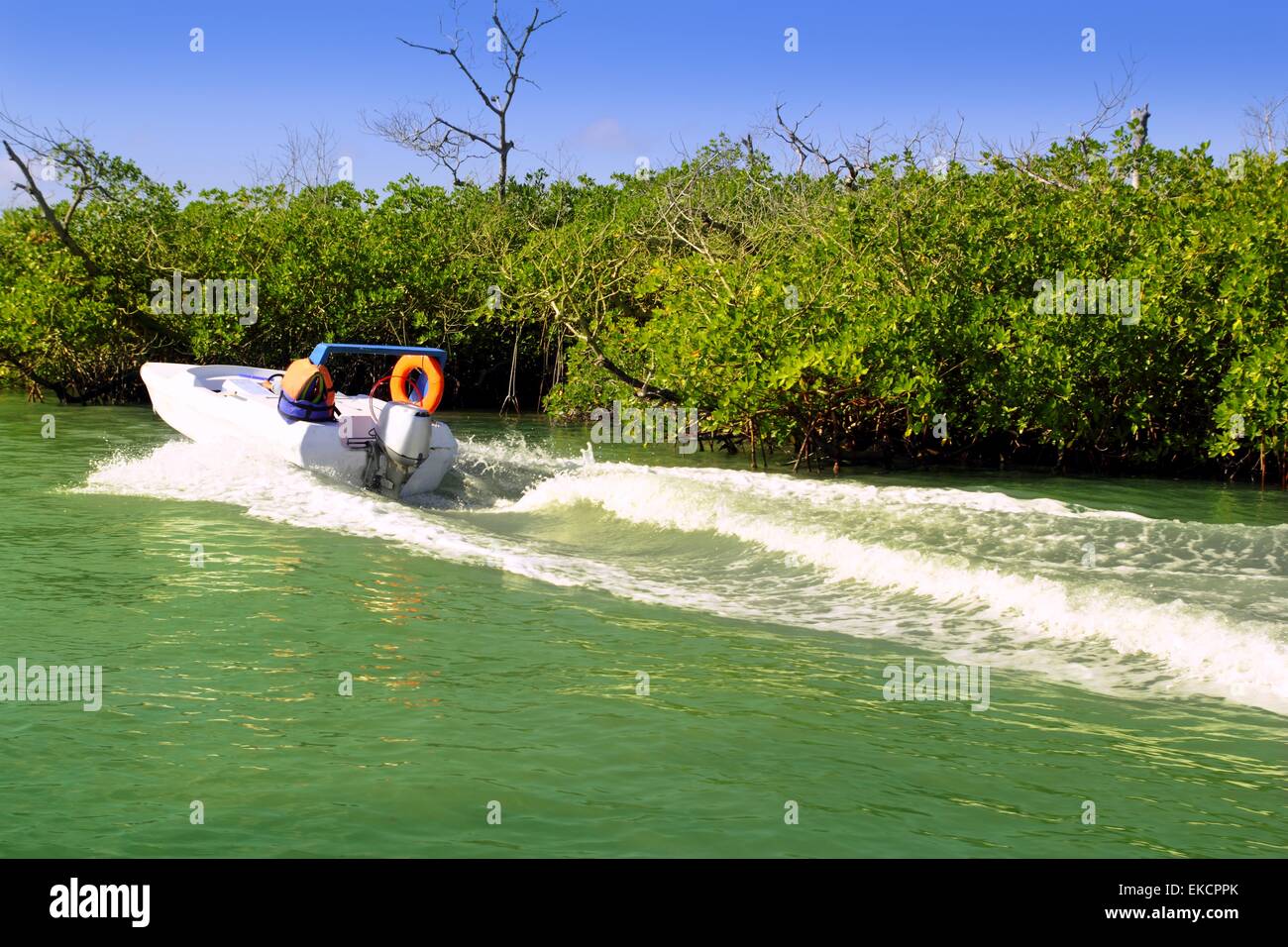 Boating in mangroves in Mayan Riviera Mexico Stock Photo - Alamy