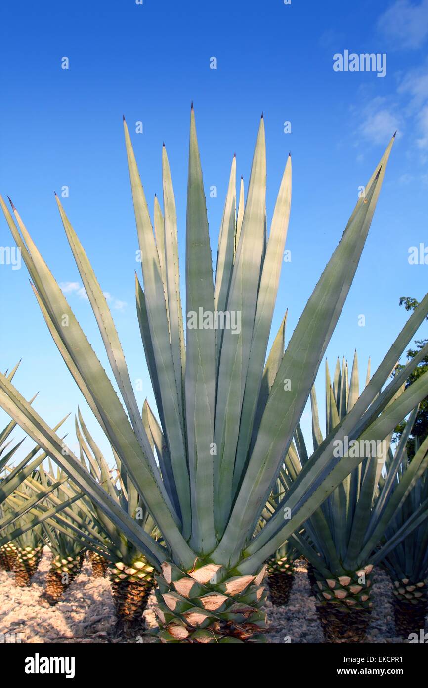 Agave tequilana plant for Mexican tequila liquor Stock Photo - Alamy