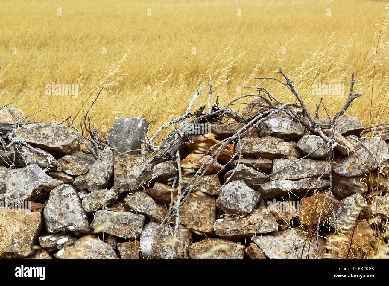 masonry stone wall golden summer field Stock Photo - Alamy