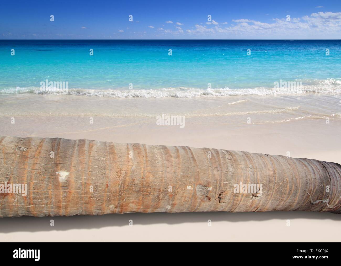coconut palm tree trunk lying on turquoise beach Stock Photo - Alamy