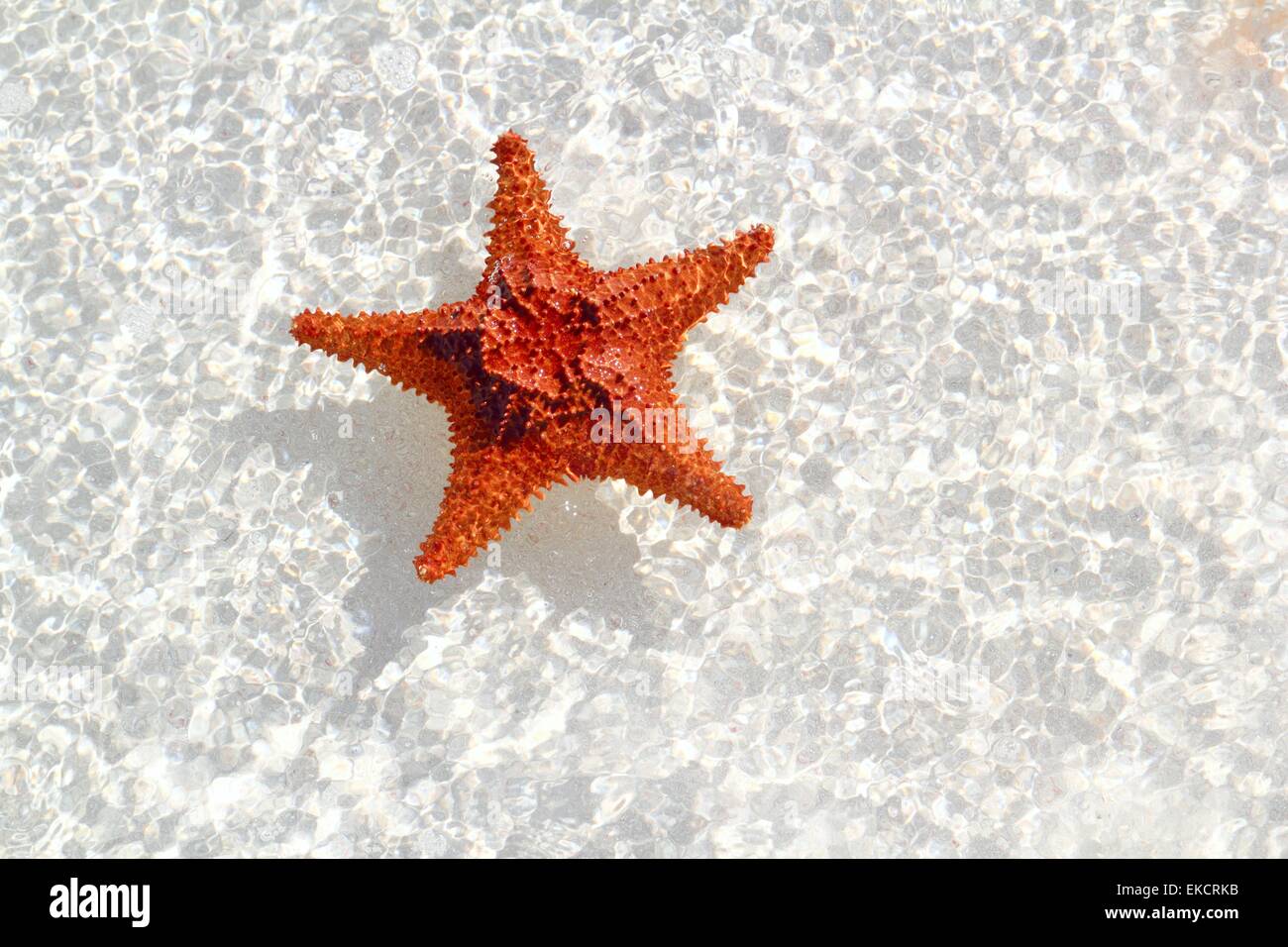 starfish orange in wavy shallow water Stock Photo - Alamy