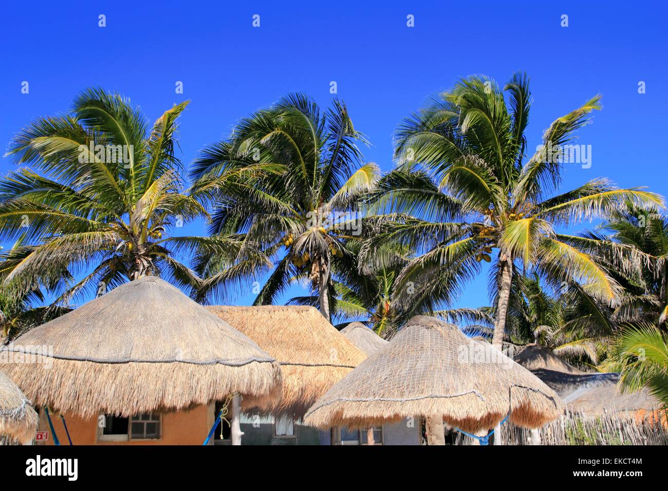 coconut palm tree blue sky hut palapa sun roof Stock Photo - Alamy