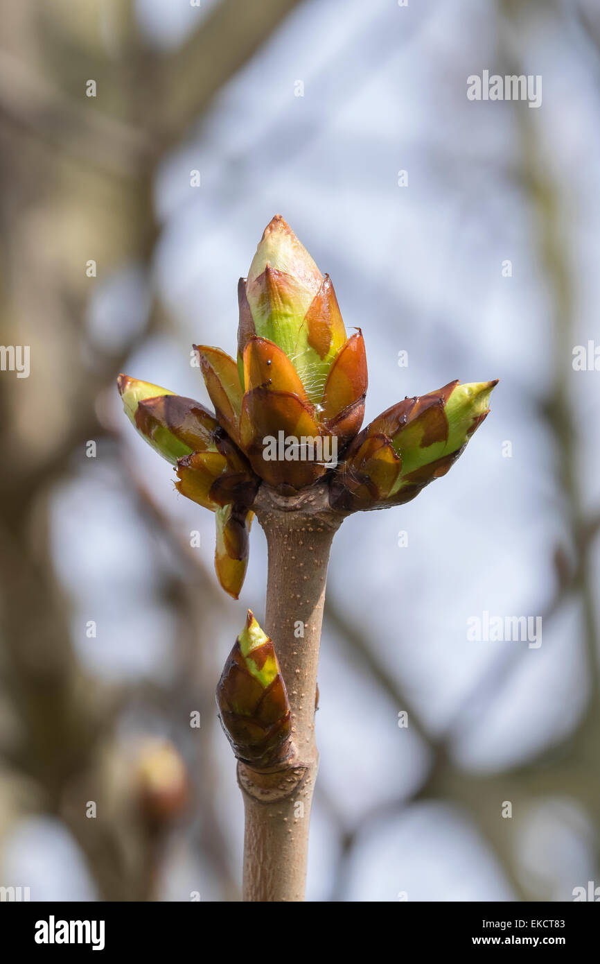 Buds of chestnut tree hi-res stock photography and images - Alamy