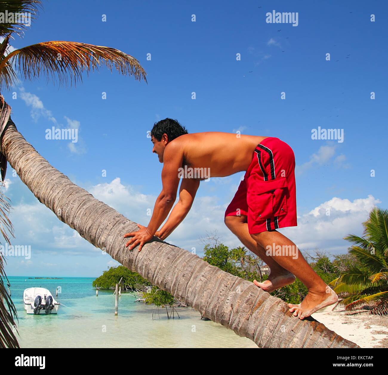 native latin indian climbing coconut palm tree trunk Stock Photo - Alamy