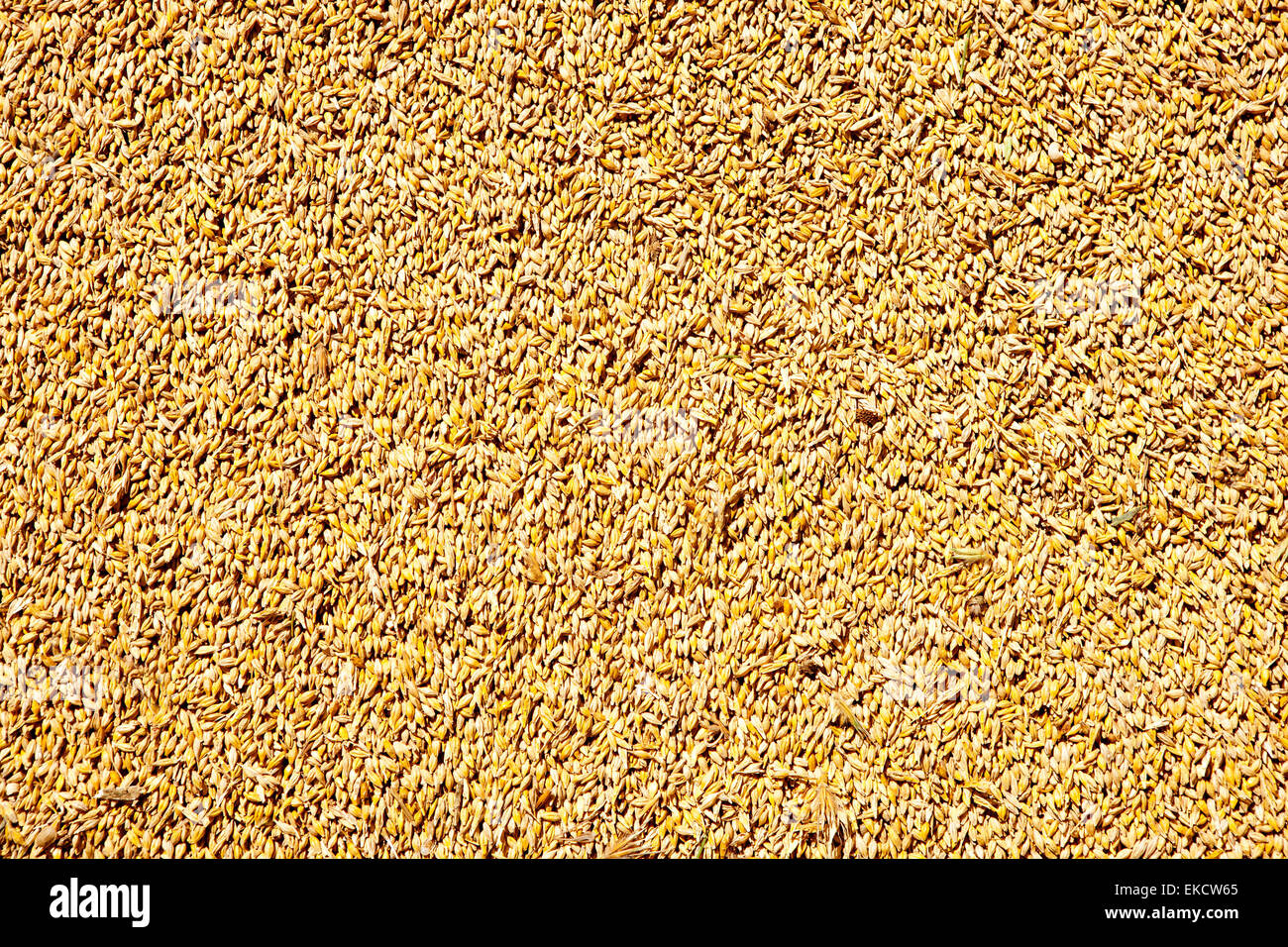 Cereal wheat grain texture pattern Stock Photo - Alamy