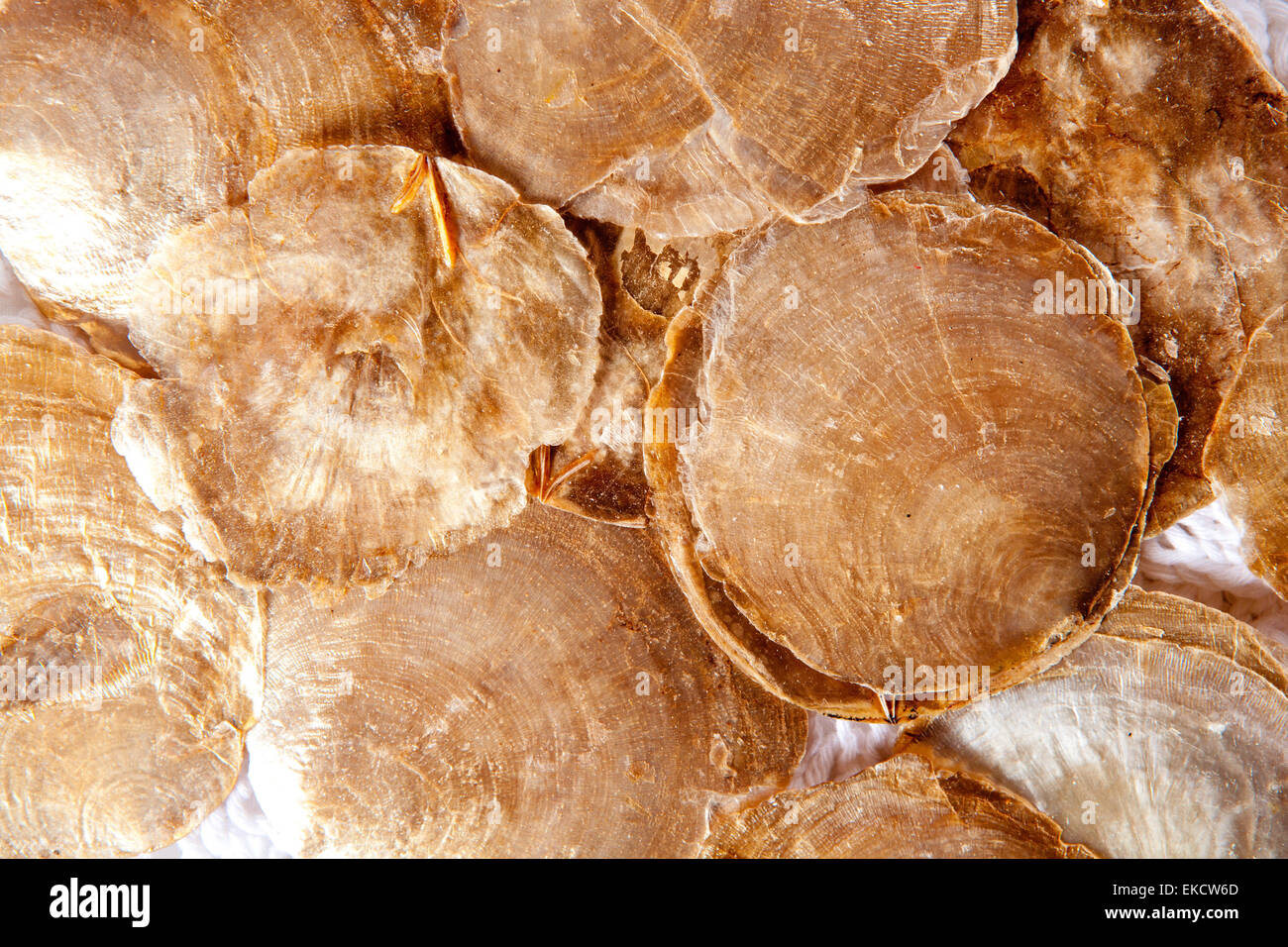 mother of pearl brown round shells Stock Photo - Alamy