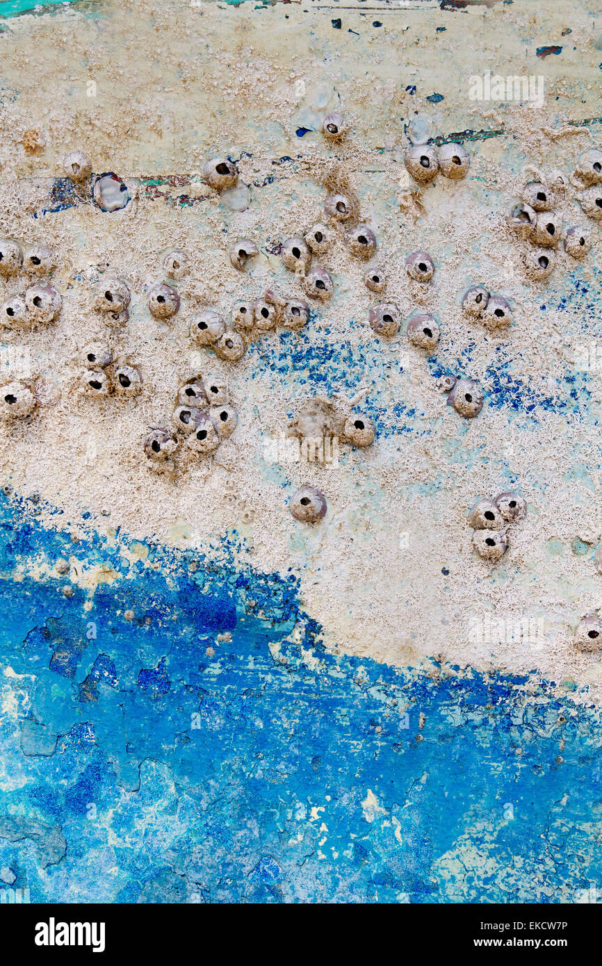 Fouling sea life on landed aged boat hull Stock Photo - Alamy