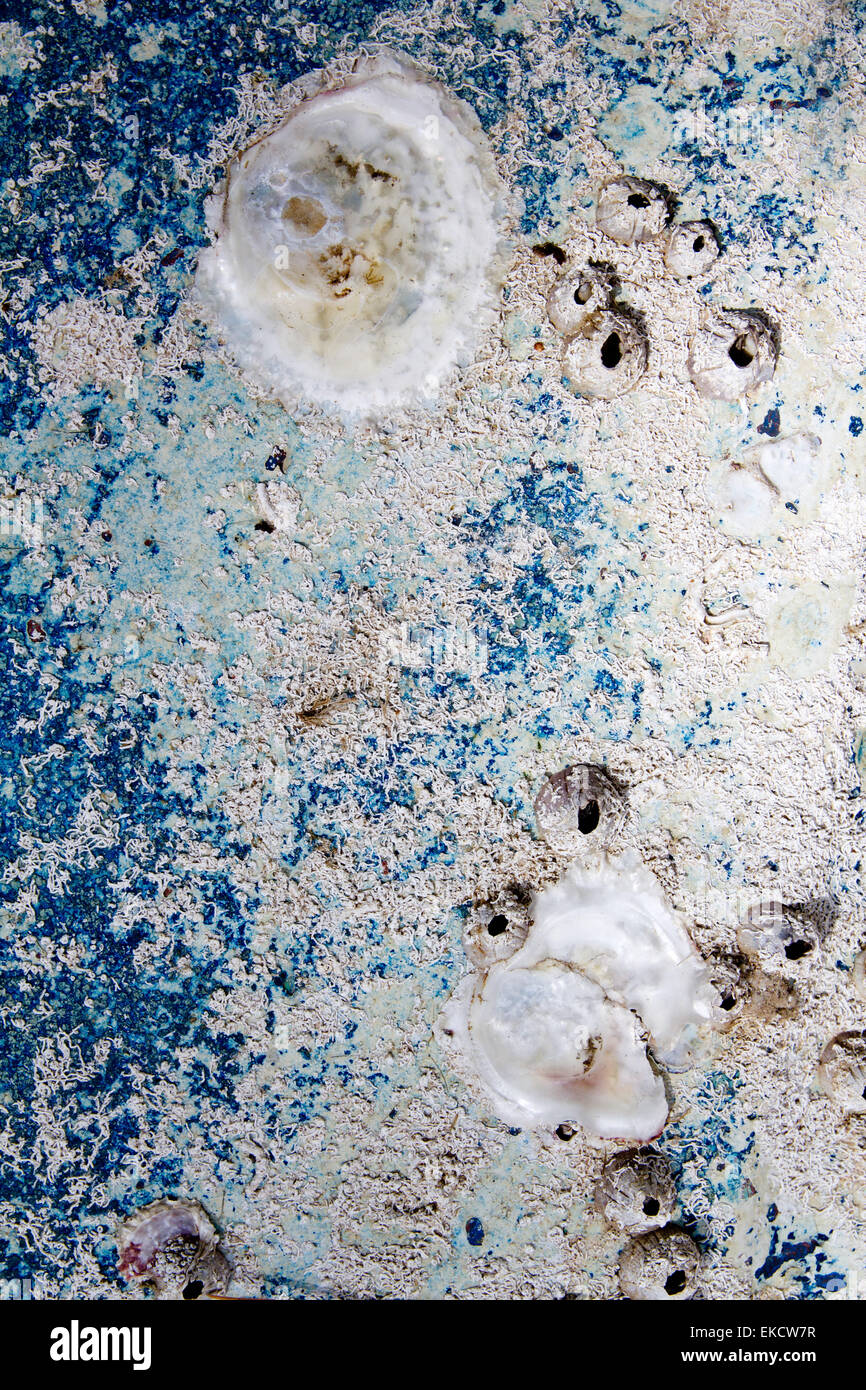 Fouling sea life on landed aged boat hull Stock Photo - Alamy