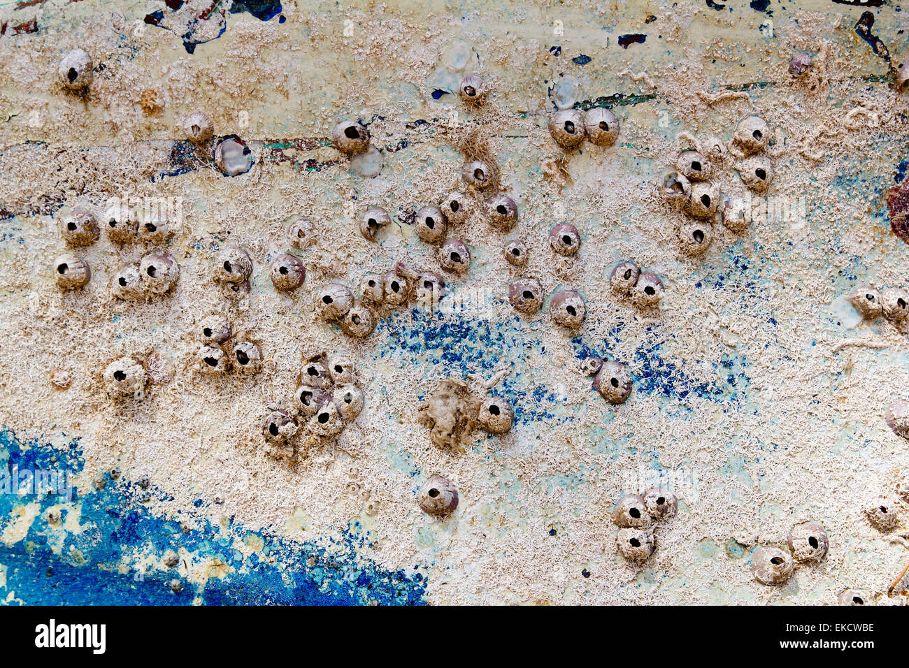 Fouling sea life on landed aged boat hull Stock Photo - Alamy