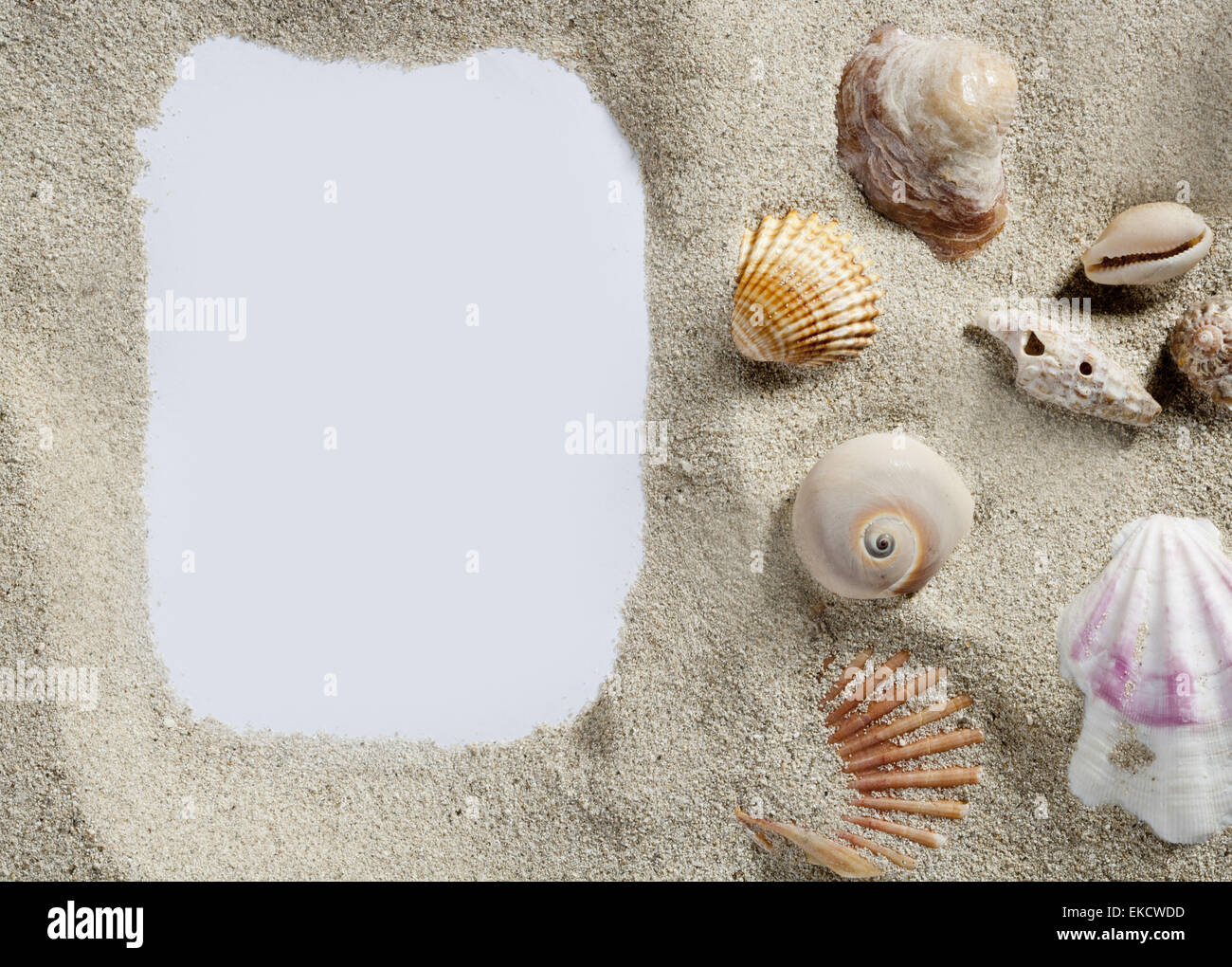 border frame summer beach shell blank copy space Stock Photo - Alamy