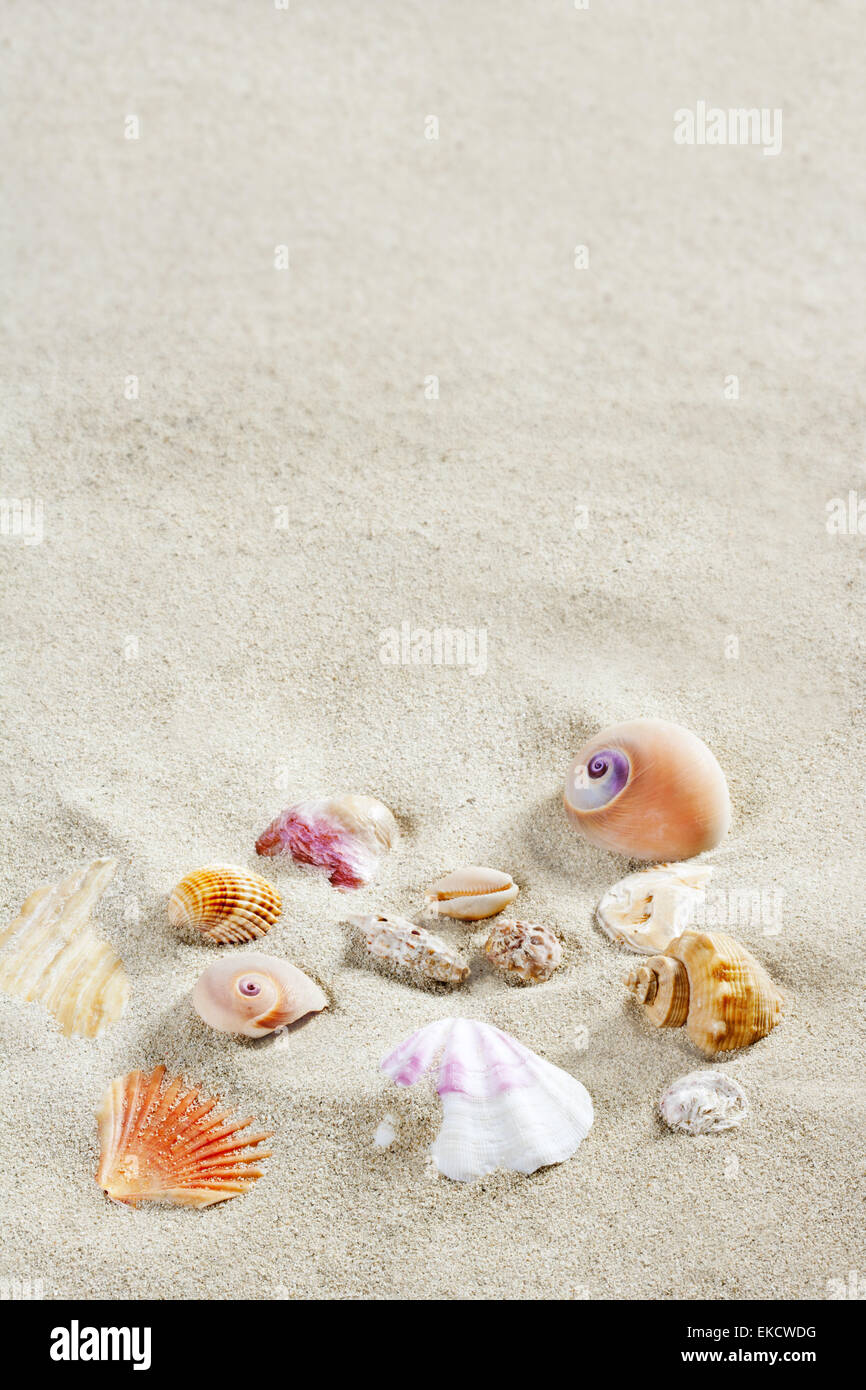 caribbean beach sand shells tropical summer vacation Stock Photo - Alamy