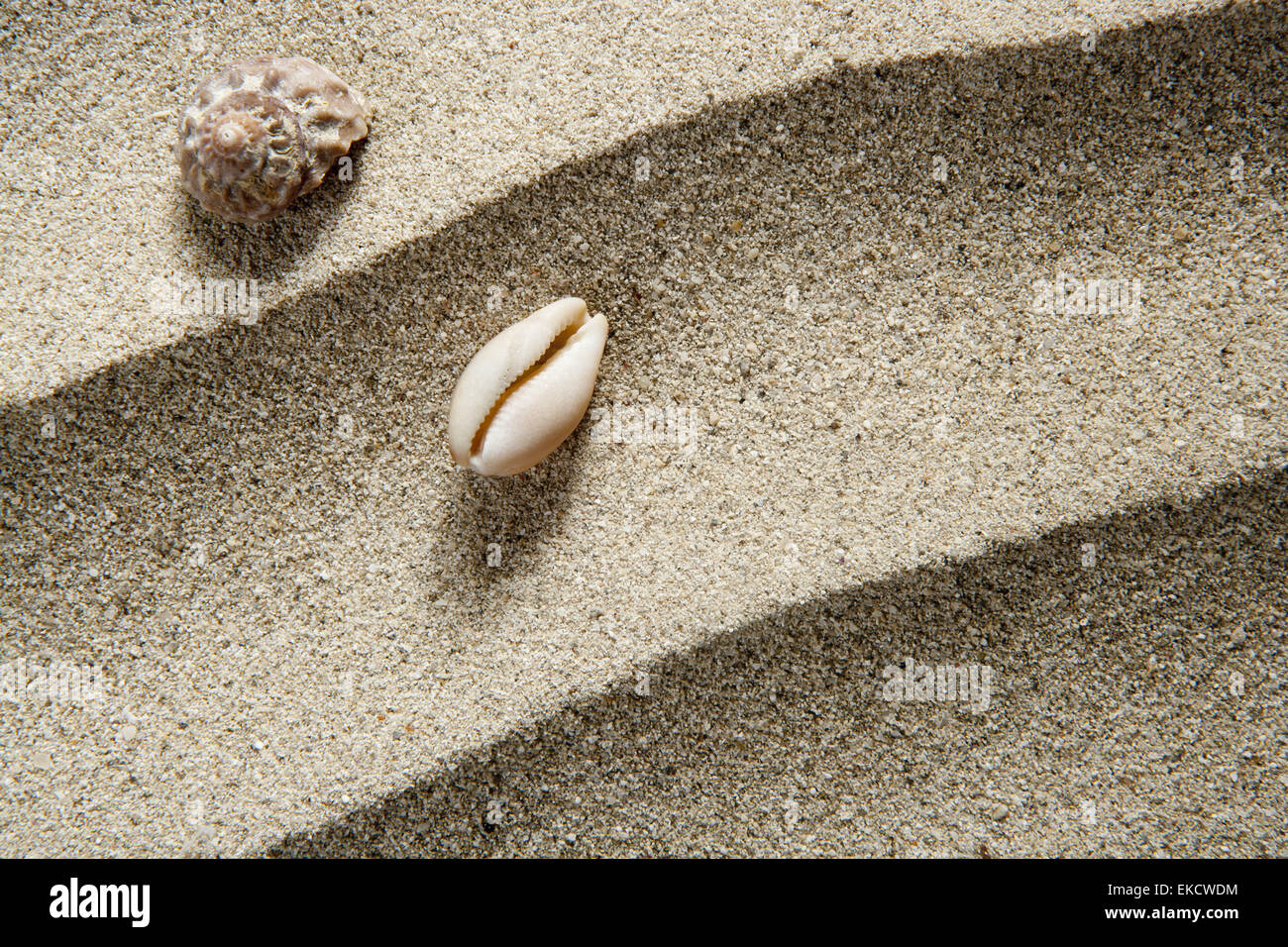 closeup macro shell sea snail beach sand wavy Stock Photo - Alamy
