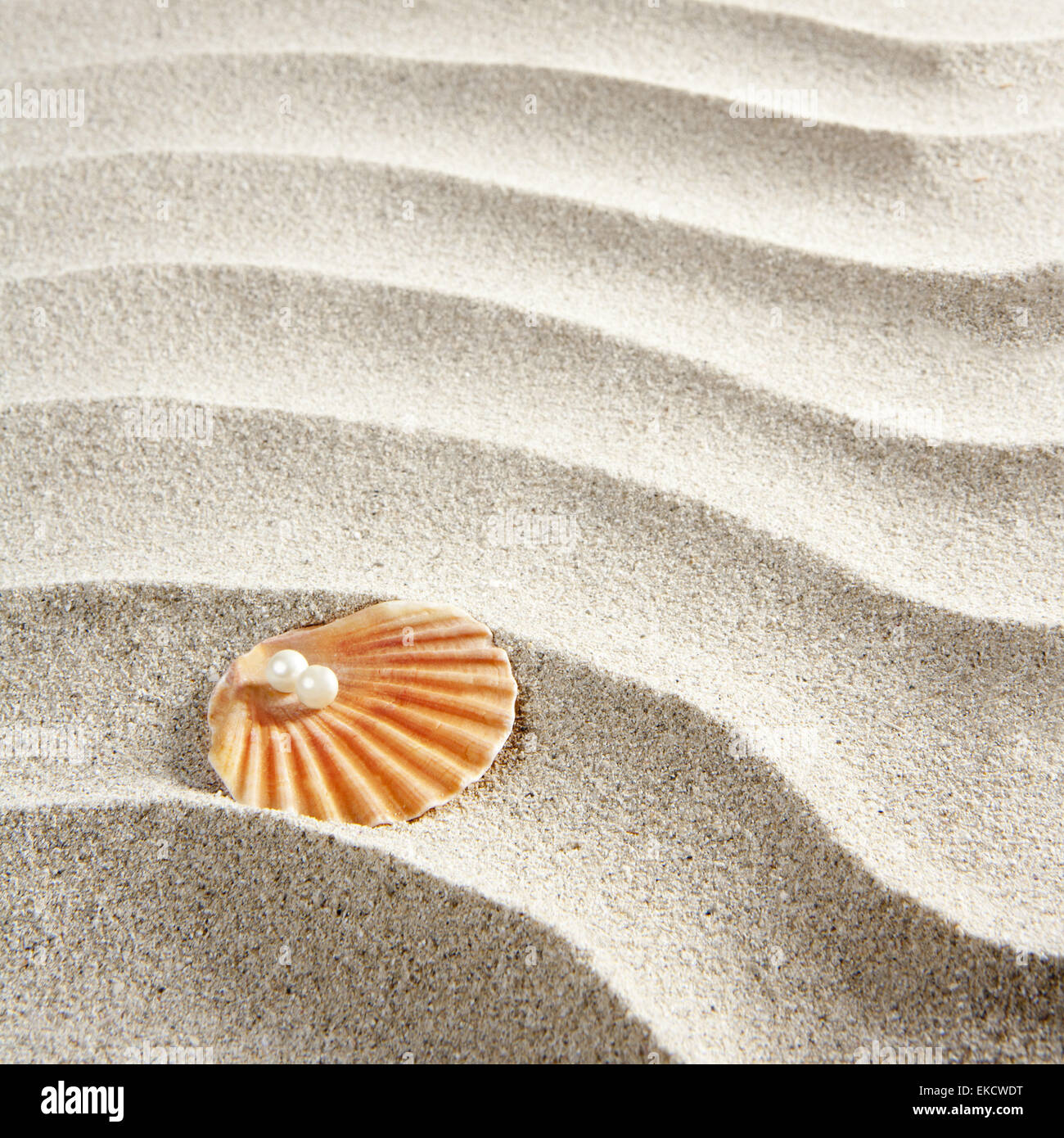 beach white sand pearl shell clam macro Stock Photo - Alamy