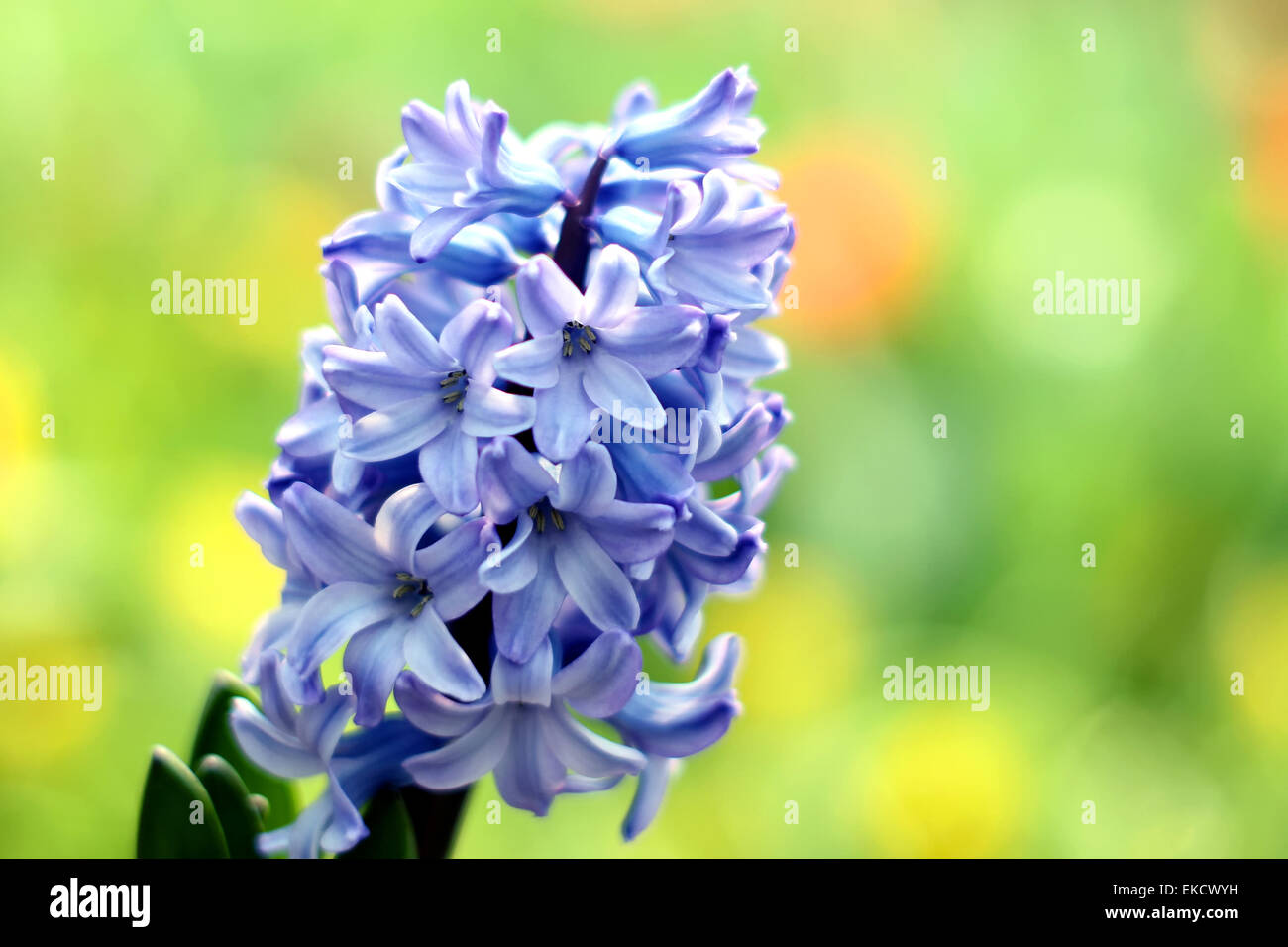 Closeup blooming hyacinth blossom hi-res stock photography and images ...