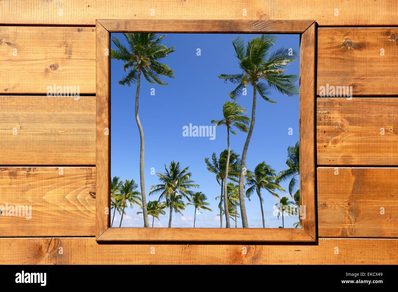 Tropical palm trees view from wooden window Stock Photo - Alamy