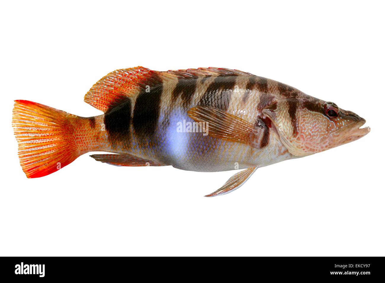 Serranus Scriba fish Painted Comber Stock Photo - Alamy