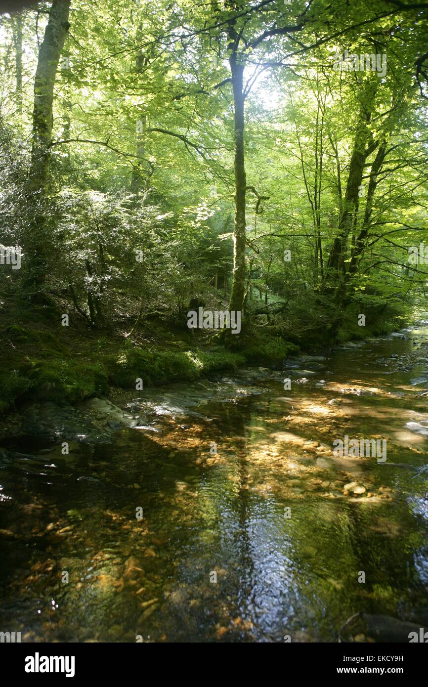 Beech forest trees with river flow under Stock Photo - Alamy