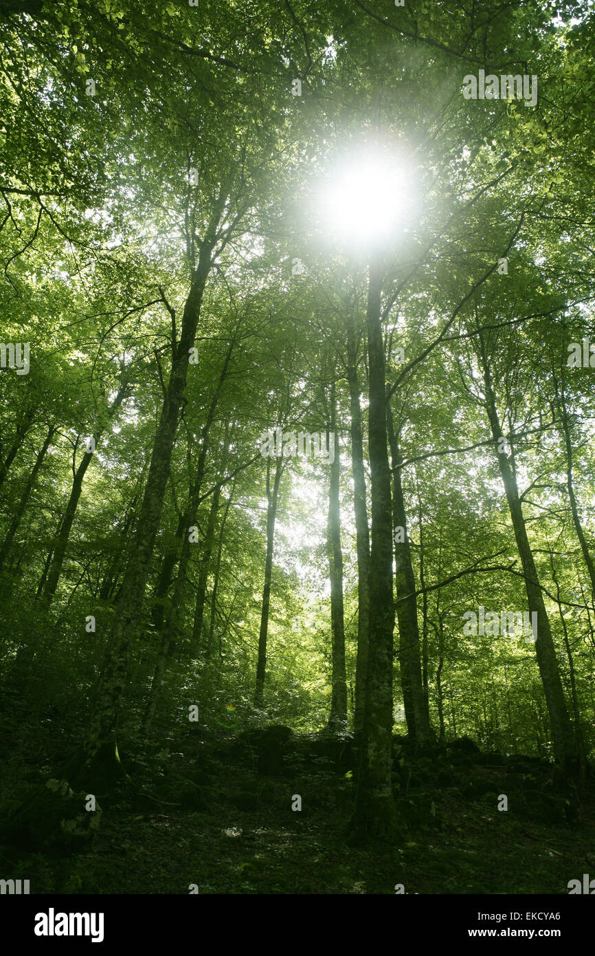 Beech green magic forest woods Stock Photo - Alamy