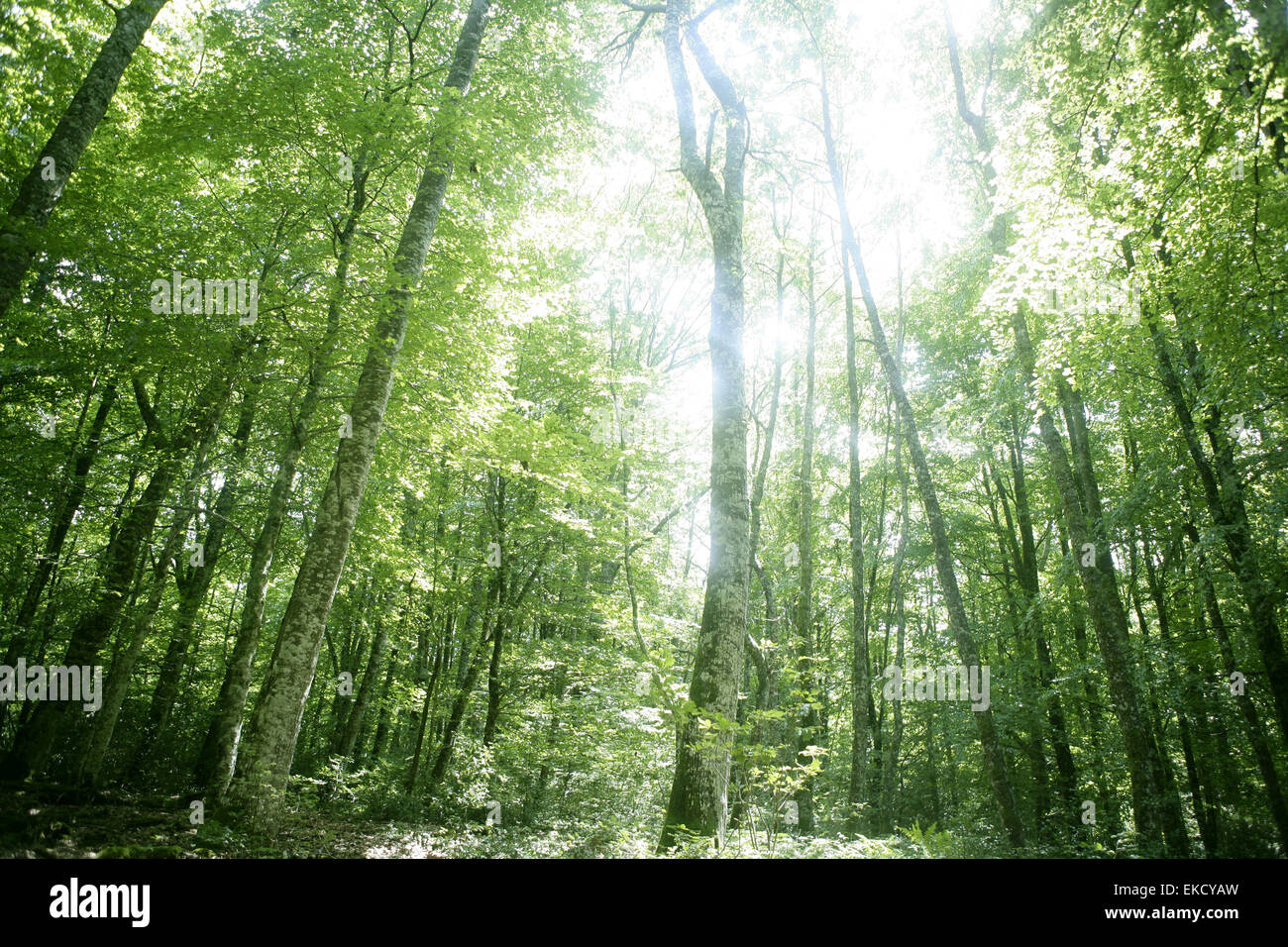 Beech green magic forest woods Stock Photo - Alamy