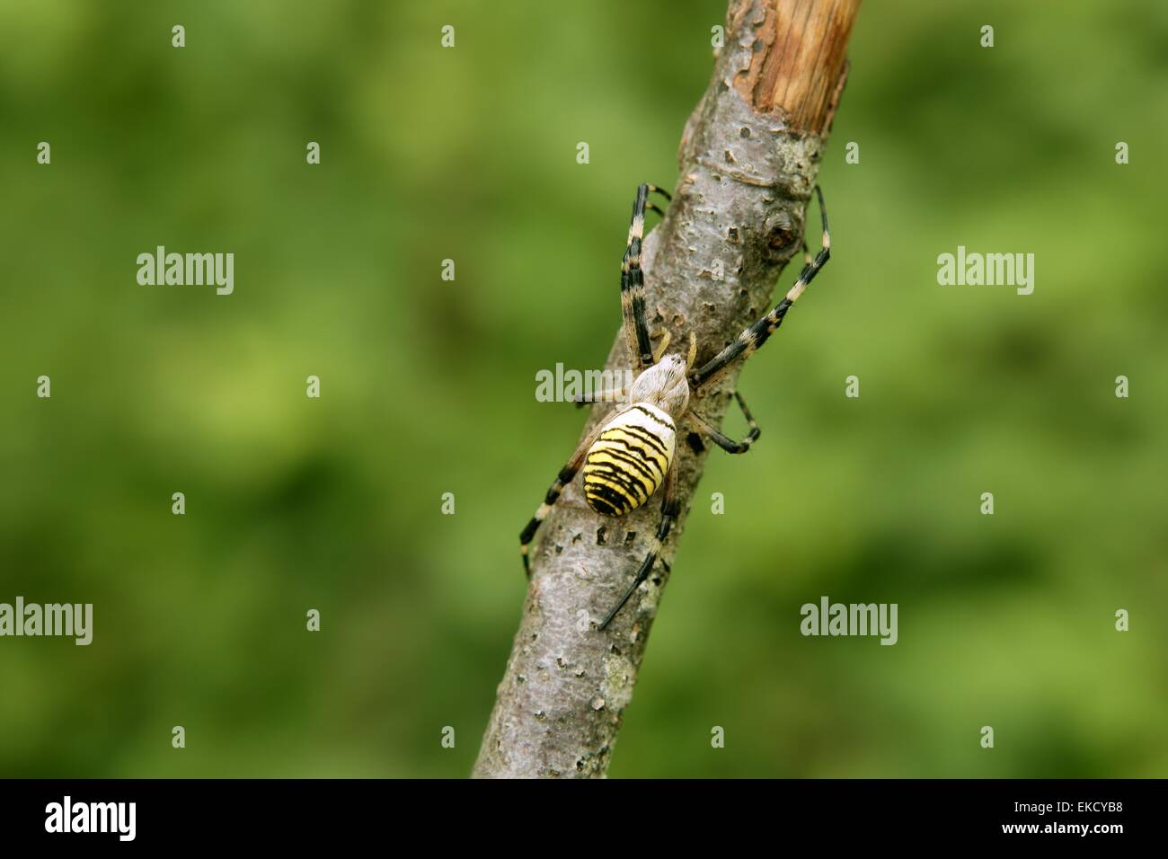 Black and yellow striped spider in a tree Stock Photo - Alamy