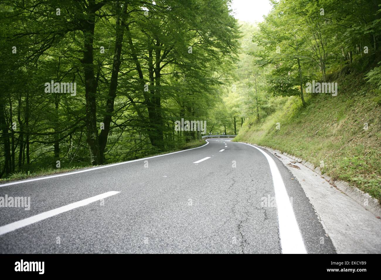 Asphalt winding curve road in a beech forest Stock Photo - Alamy