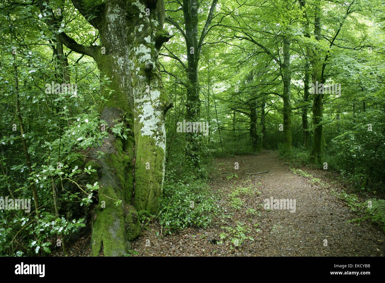 Beech green magic forest woods Stock Photo - Alamy