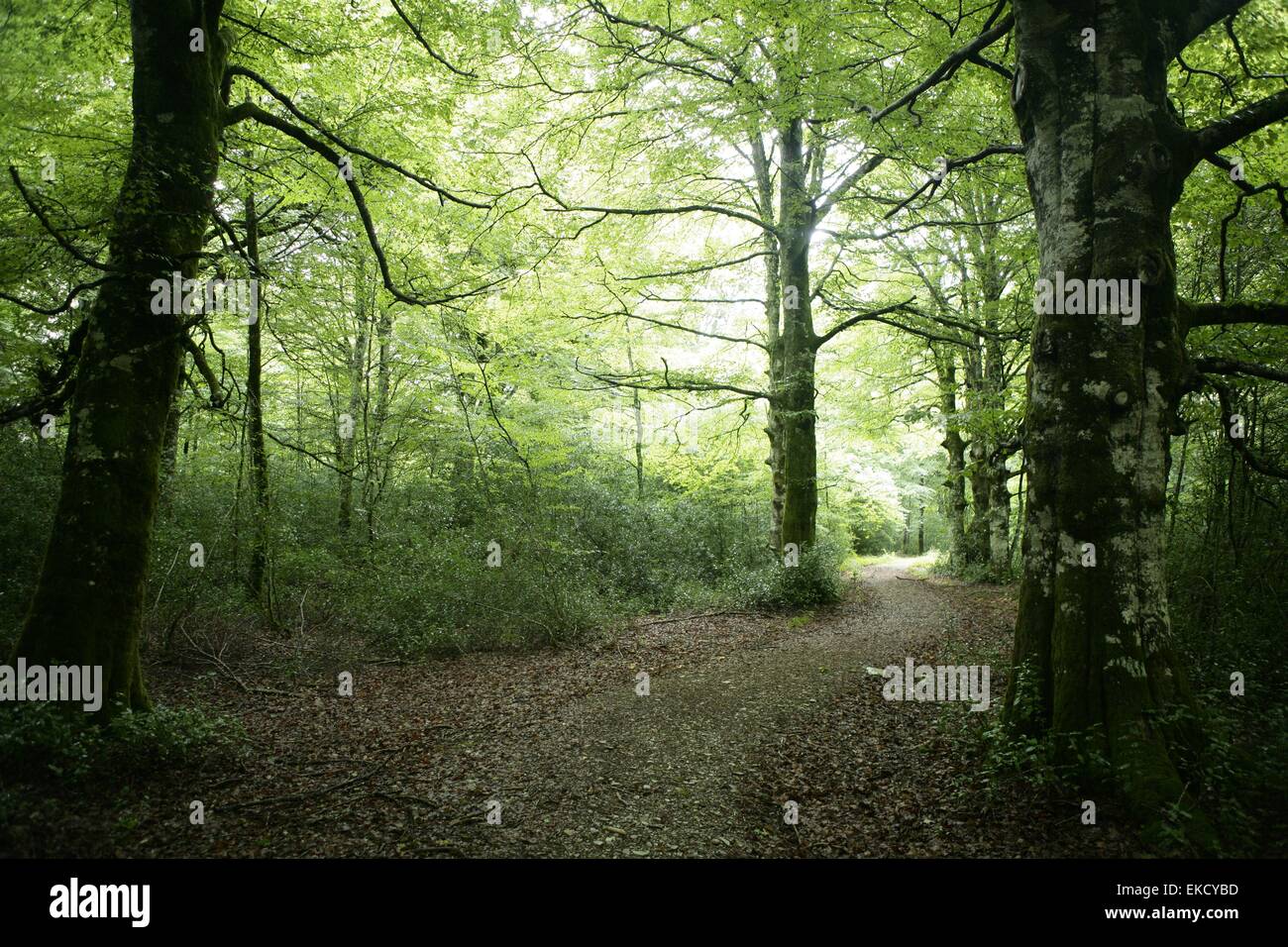 Beech green magic forest woods Stock Photo - Alamy
