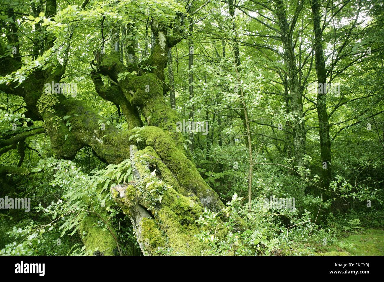 Beech green magic forest woods Stock Photo - Alamy