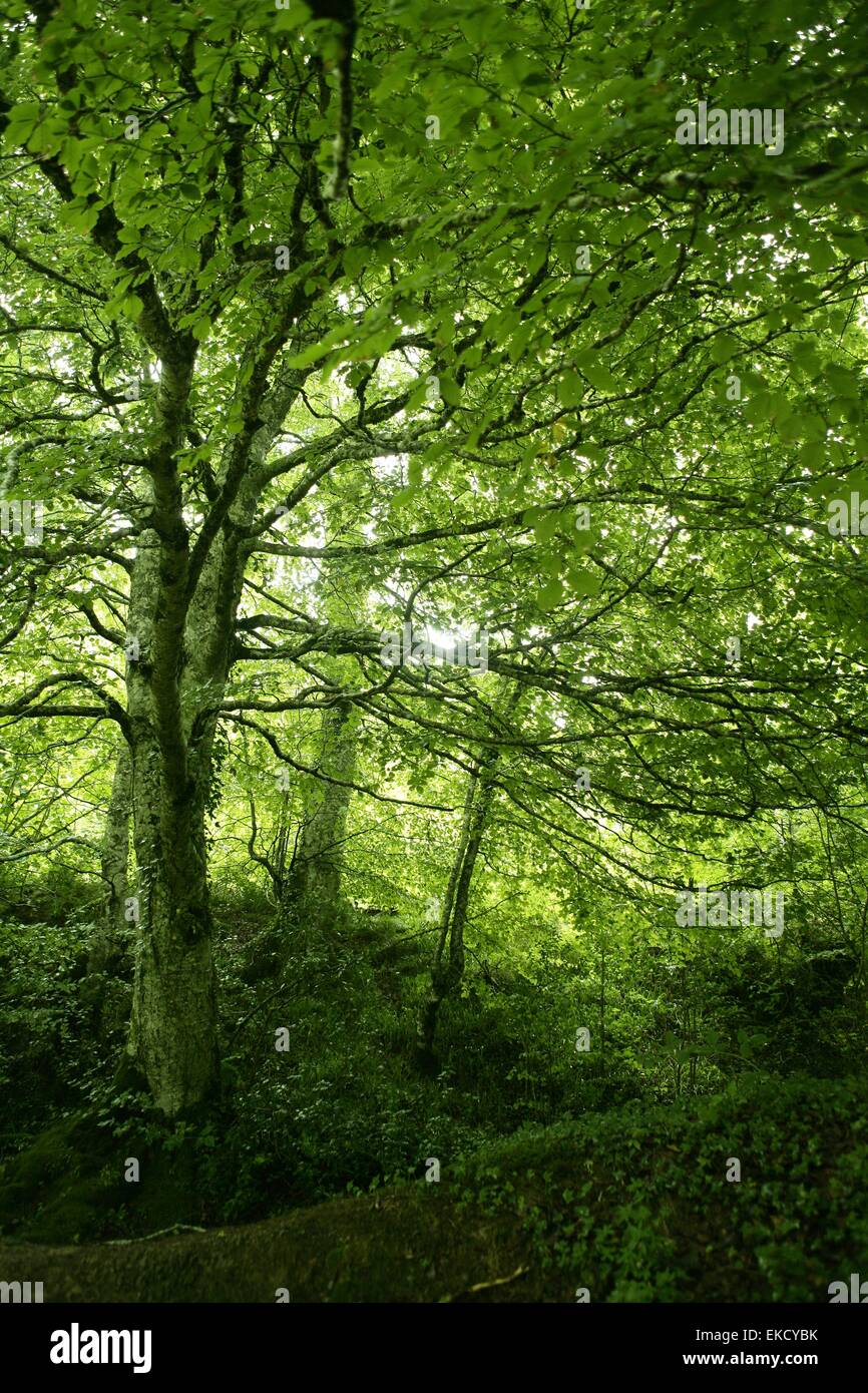 Beech green magic forest woods Stock Photo - Alamy