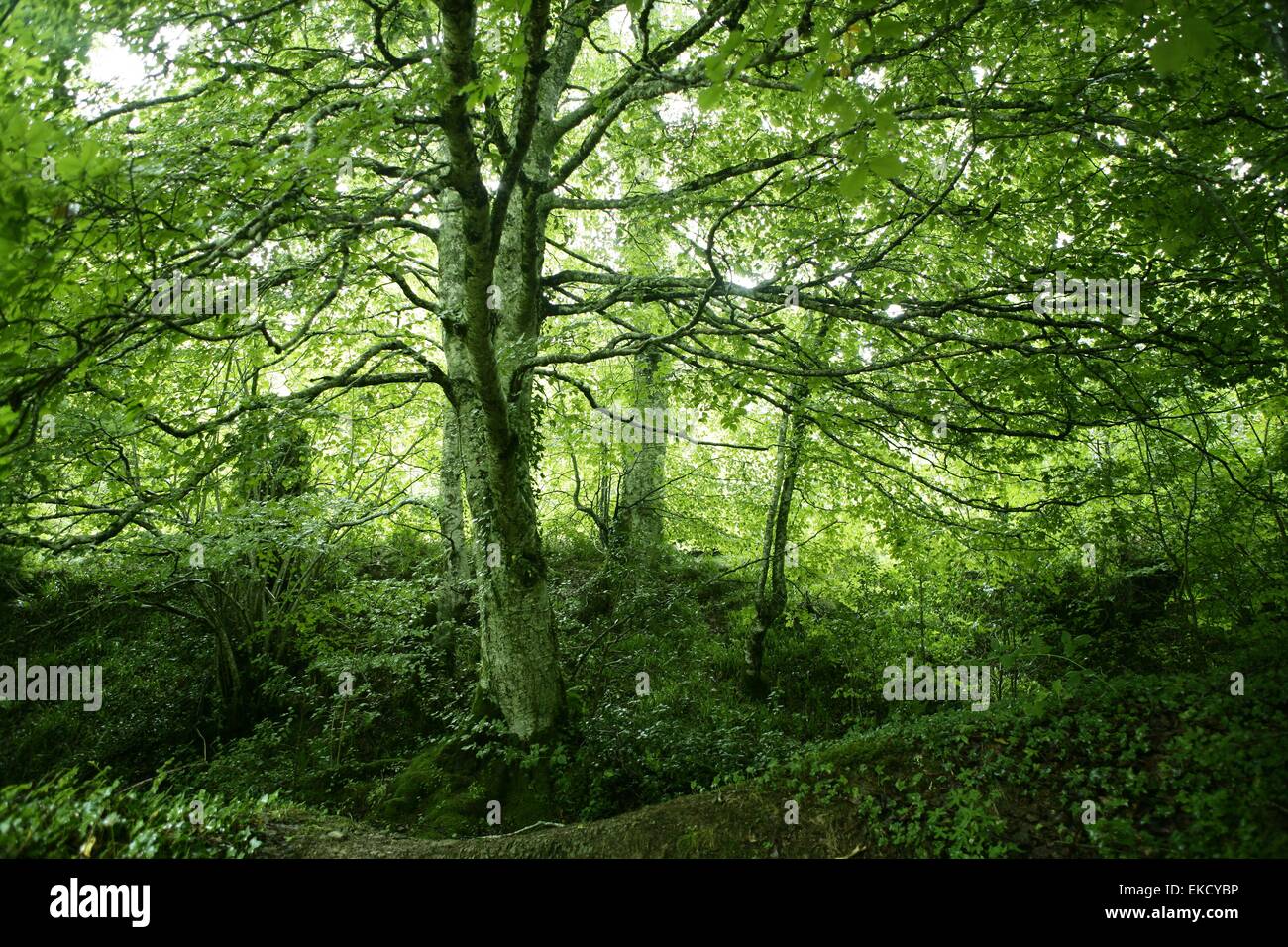 Beech green magic forest woods Stock Photo - Alamy