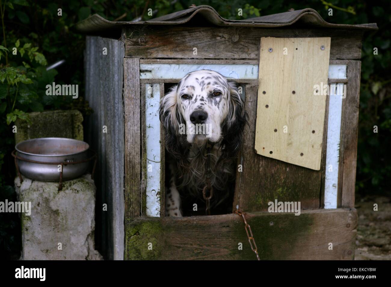 Adorable shetter dog in its wooden house Stock Photo - Alamy