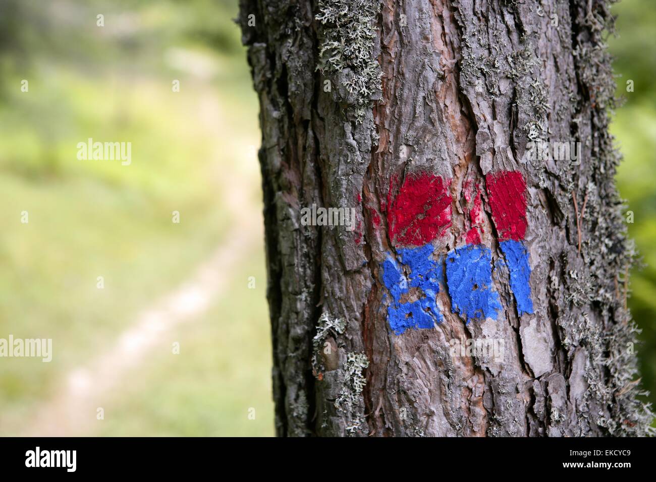 Forest tree signal in red and blue rural track Stock Photo - Alamy