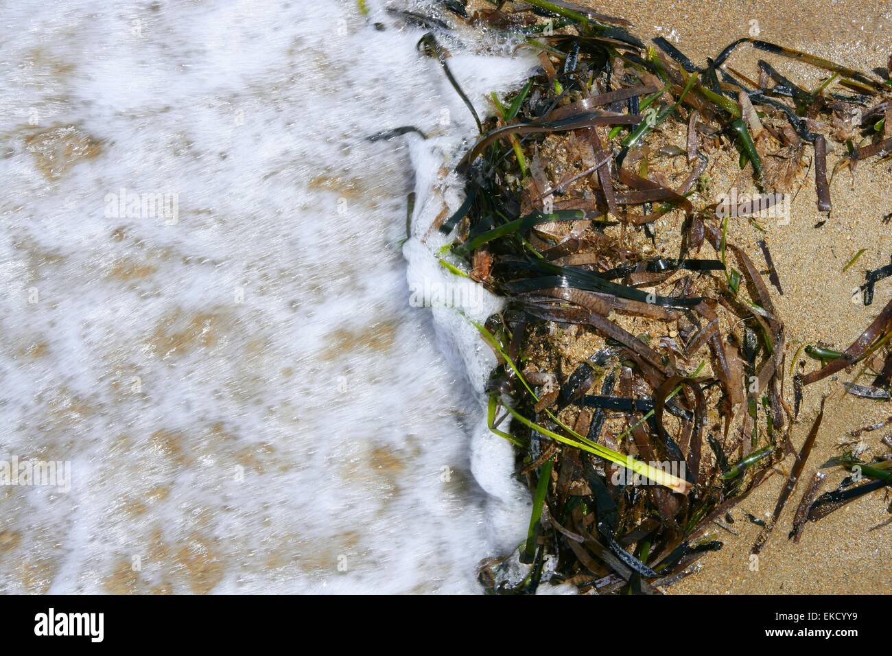 Algae from Mediterranean, green seaweed Stock Photo - Alamy