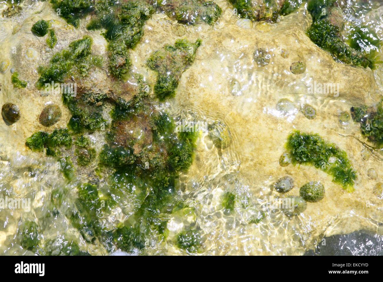 Algae from Mediterranean, green seaweed Stock Photo - Alamy