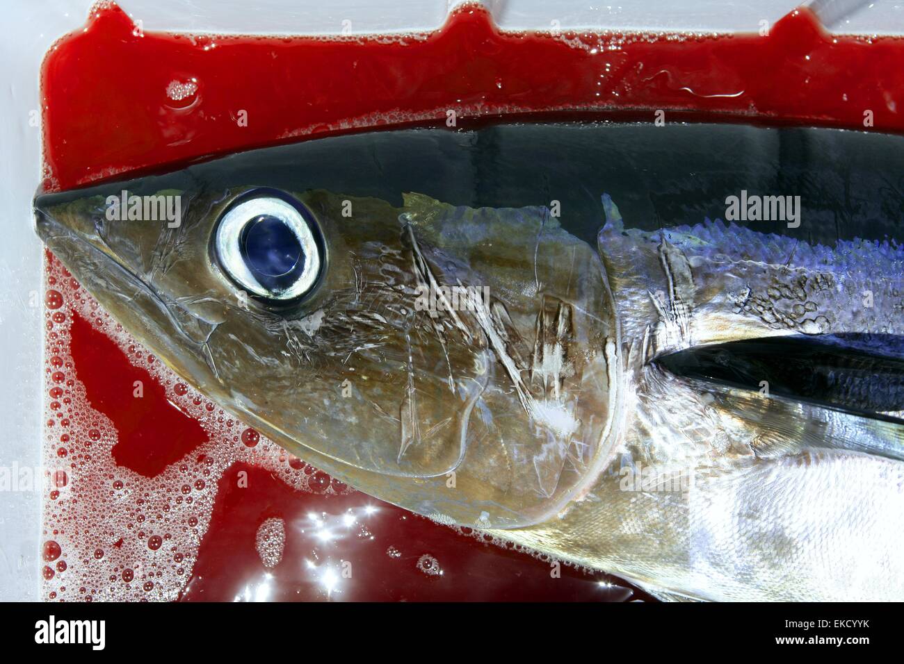 Albacore bloody tuna sport fisherman catch Stock Photo - Alamy