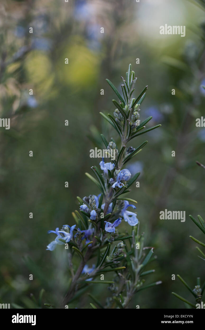 Rosemary stems hi-res stock photography and images - Alamy