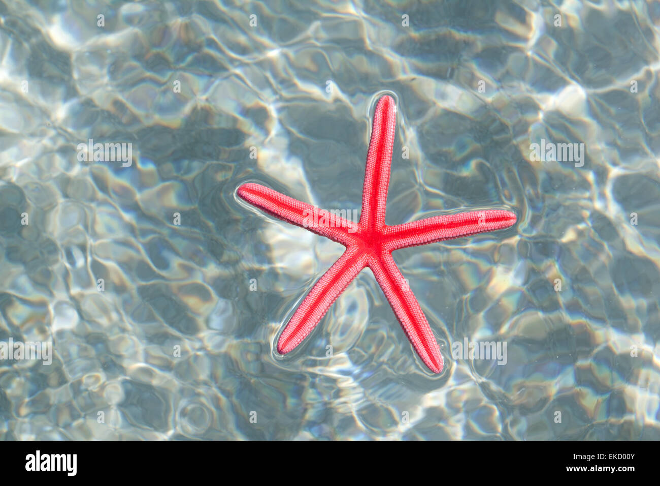 Red starfish floating in white sand beach Stock Photo - Alamy